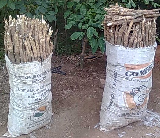 MEN SAHANG LAH MIRAH: teknik okulasi karet