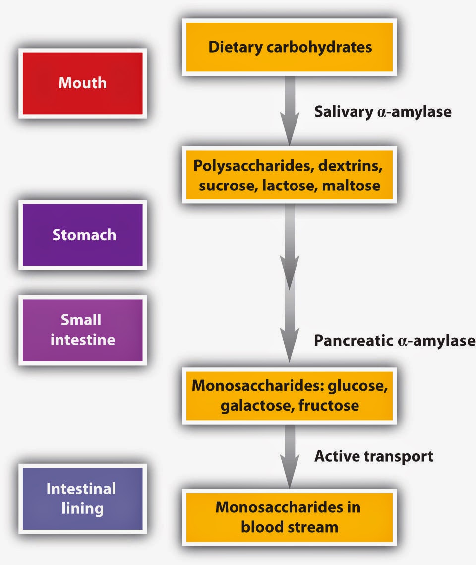 Nutrition Concepts Final Project: Digestion, Absorption, and Metabolism ...