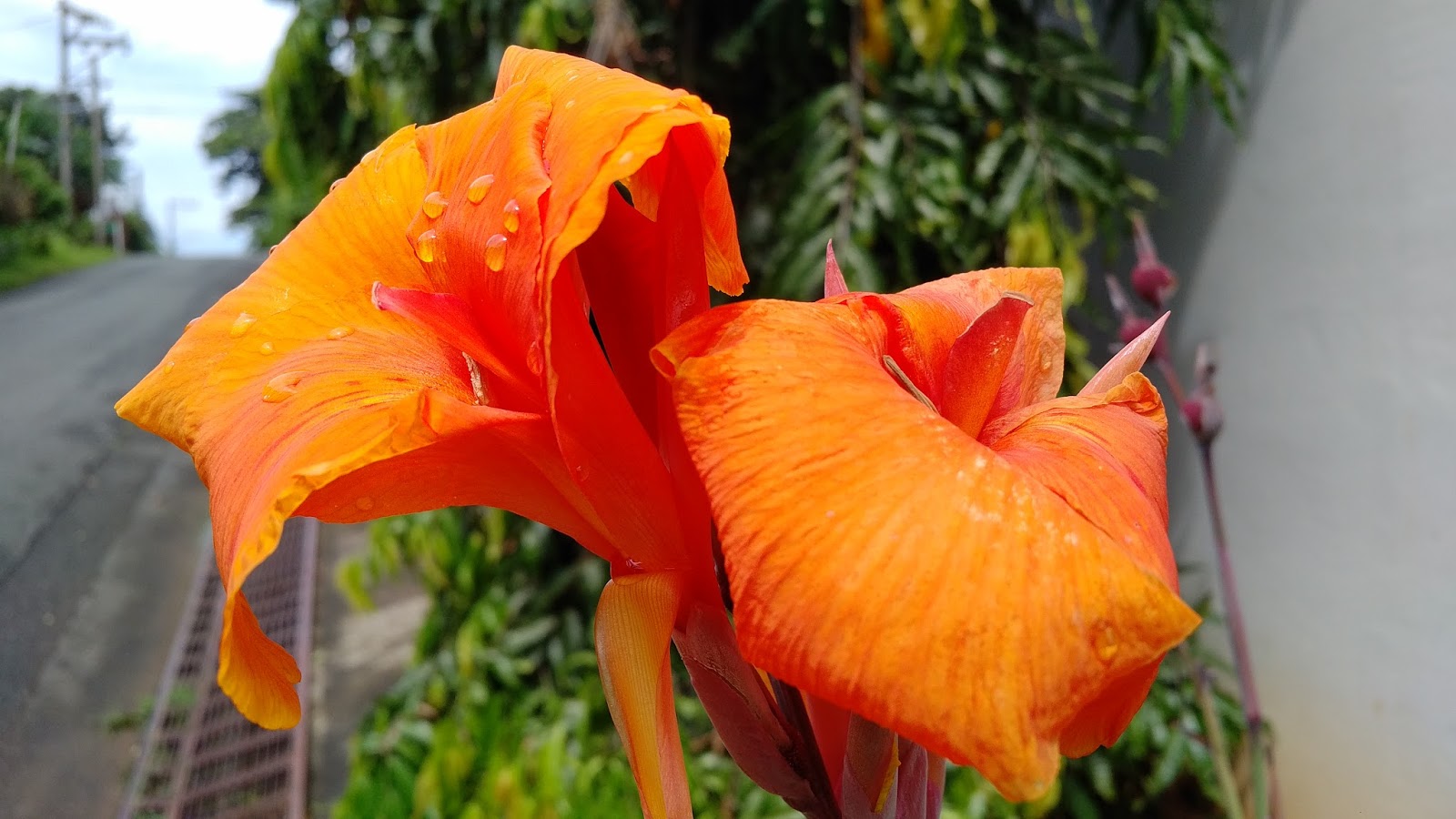 Kleyns In The Philippines: * Flowers (Mga Bulaklak) 2