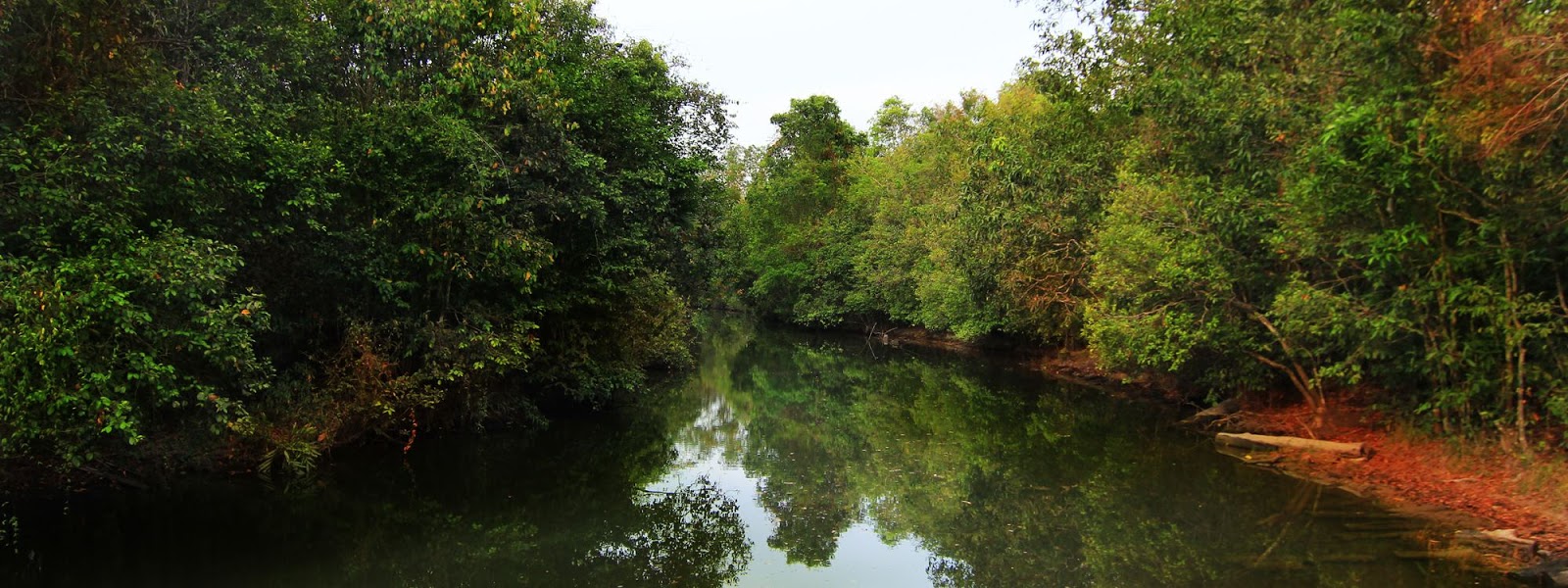 Inspirasi Top 25+ Hutan Gambut