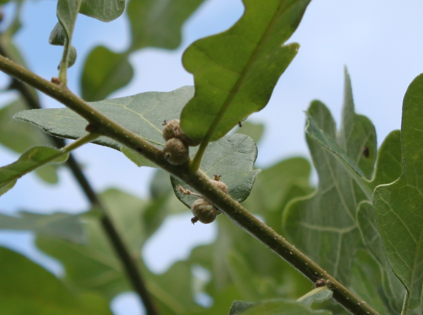 Centenary College Arboretum: Tree of the Week: Post Oak (Quercus stellata)