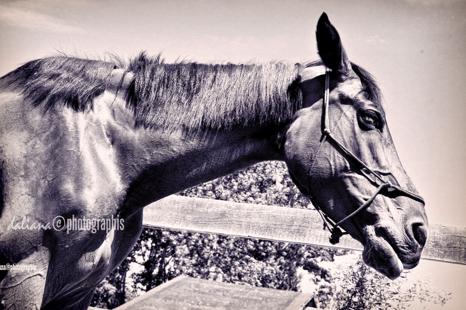 Photographis: The Horse God Built