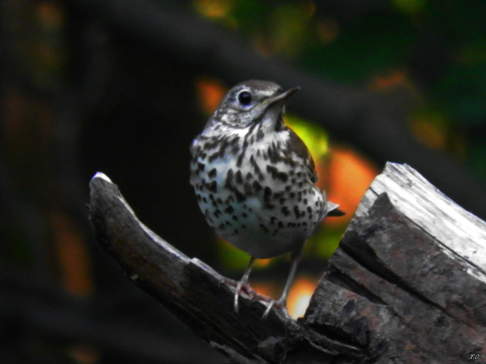 PASARI DIN ROMANIA: STURZ CANTATOR, Turdus philomelos