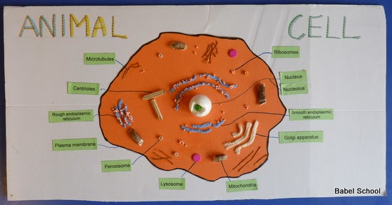 Animal cell project