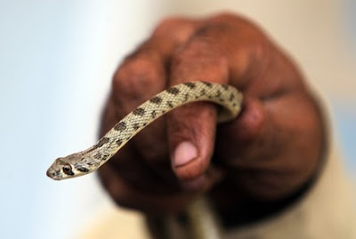 MUSINGS ON IRAQ: Baghdad's Ghazal Market