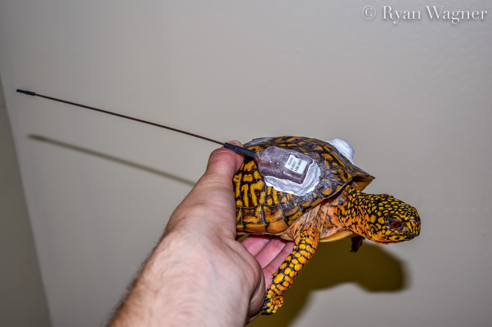Field Life: Turtle Tags and Pedicures
