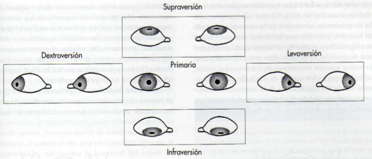 Cátedra N° 02 - Movimientos binoculares