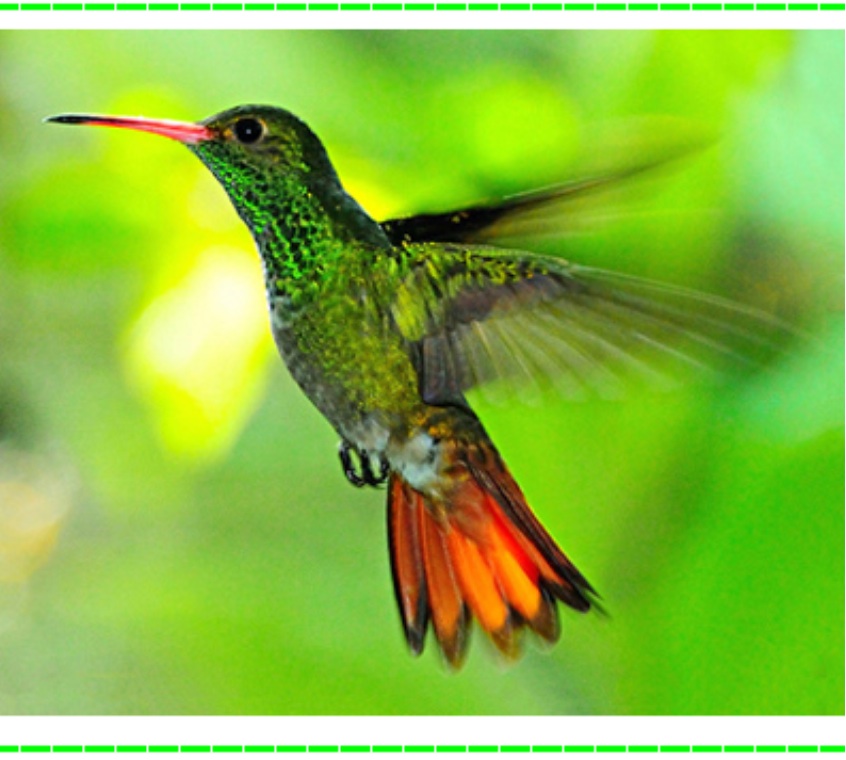 Vampiro Erudito: Colibríes