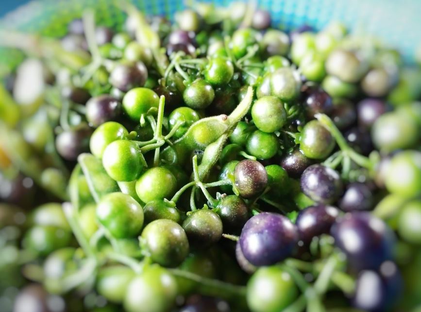 Mengenal Leunca Si Kecil Hitam Yang Kerap di Sapa Ranti - Lim Corporation