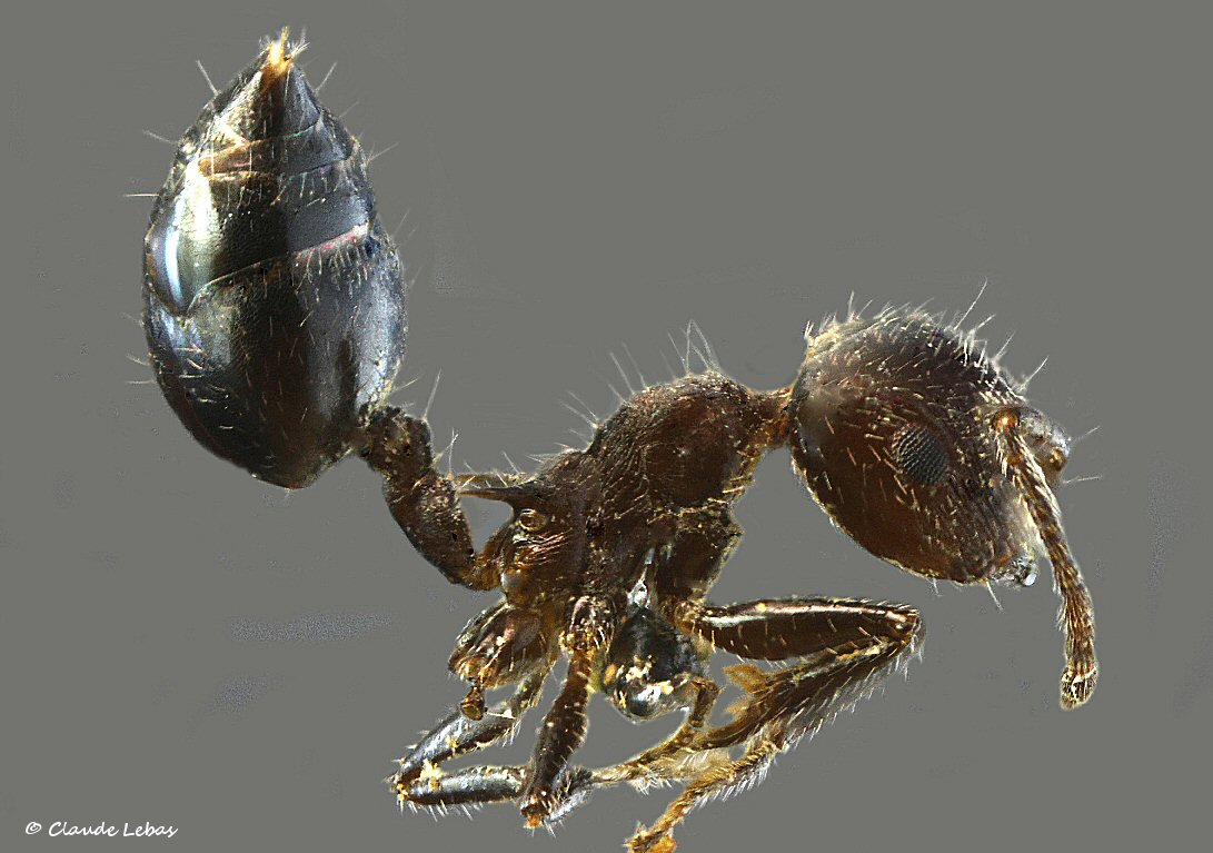 fourmis du Vietnam: Crematogaster bouvardi