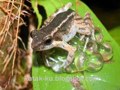 KATAK-KU ADA DISINI: PERBEDAAN KATAK DAN KODOK