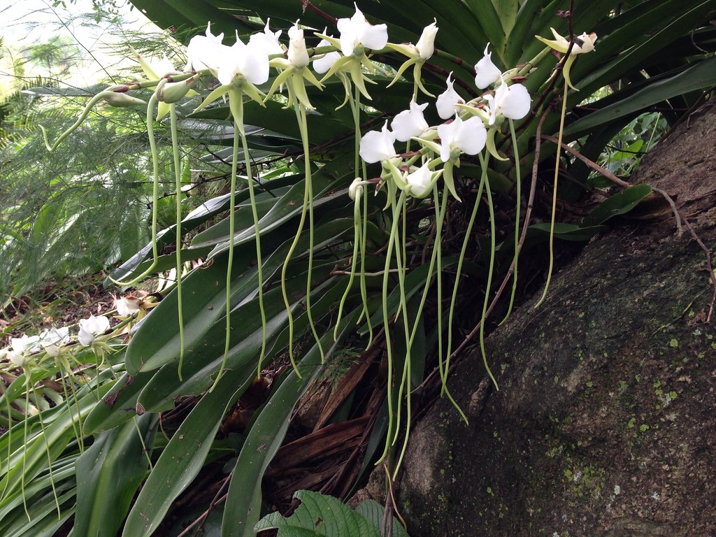 Angraecum longicalcar orchid plant care and culture | Travaldo's blog