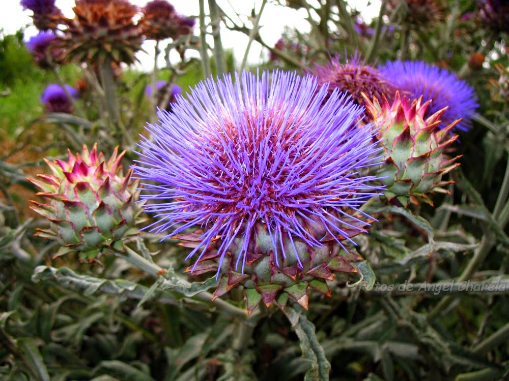 Flora medicinal, alimenticia y artesanal de la Ribera Navarra: Cynara ...