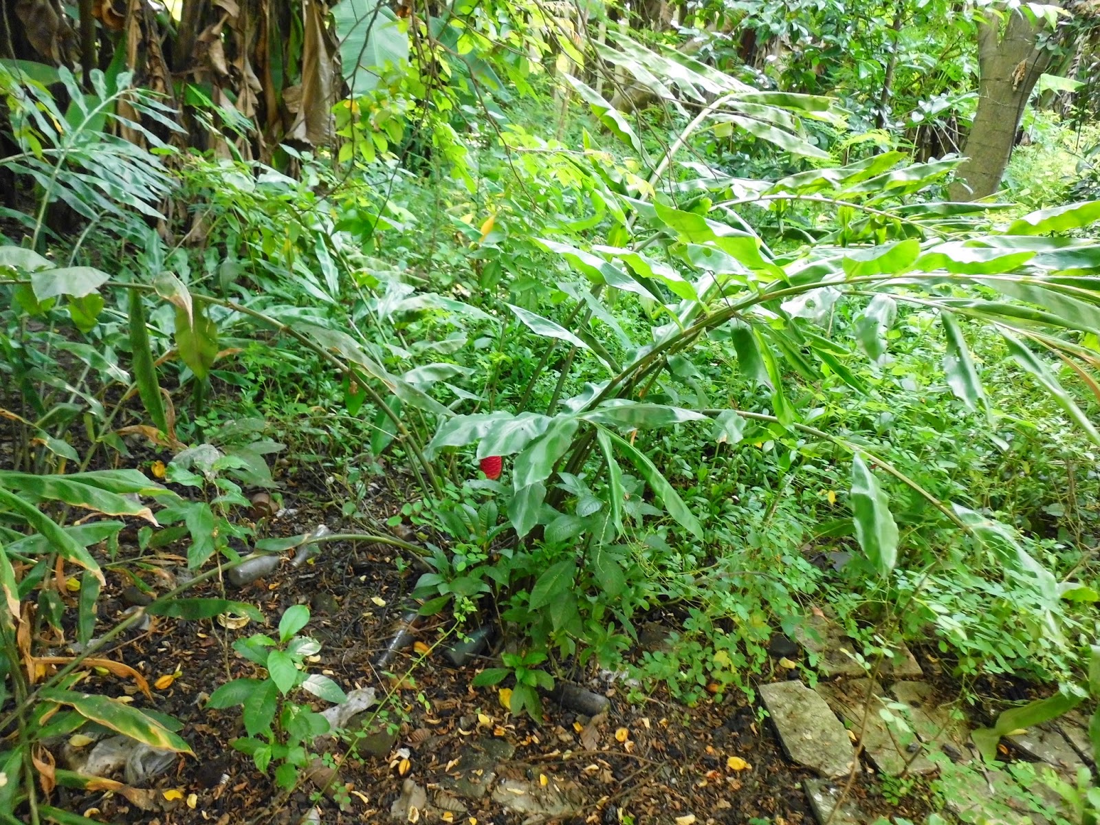 Lempuyang (Zingiber Zerumbet)