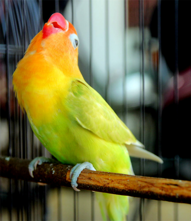 tips ternak burung love bird