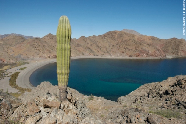 Ven y visita Baja California: Flora y fauna