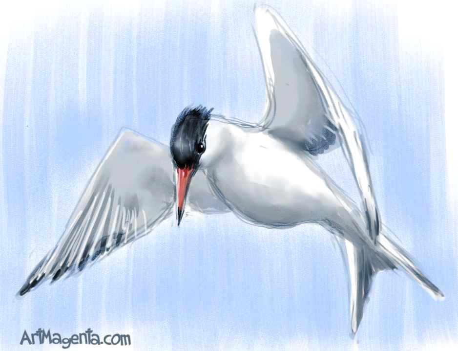 Bird of the Day: Common Tern
