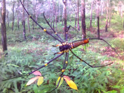 Blog Belajar IPA SMP: Laba-laba