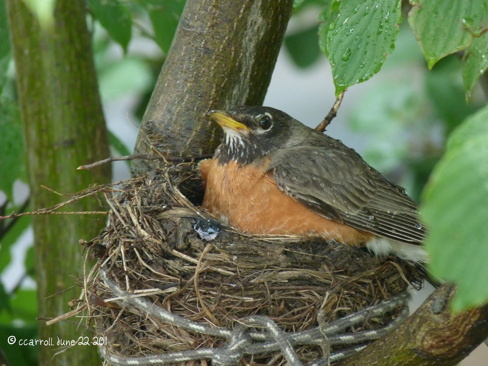 Into the Woods and Elsewhere: Praise for a baby robin