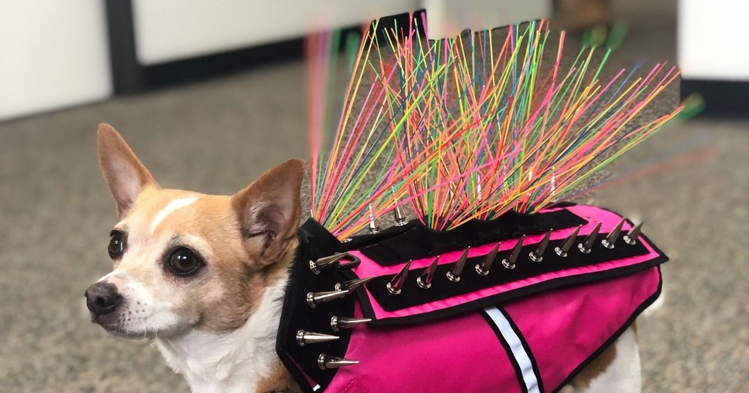 My Dog Chloe & Me: Wearable Pet Armor