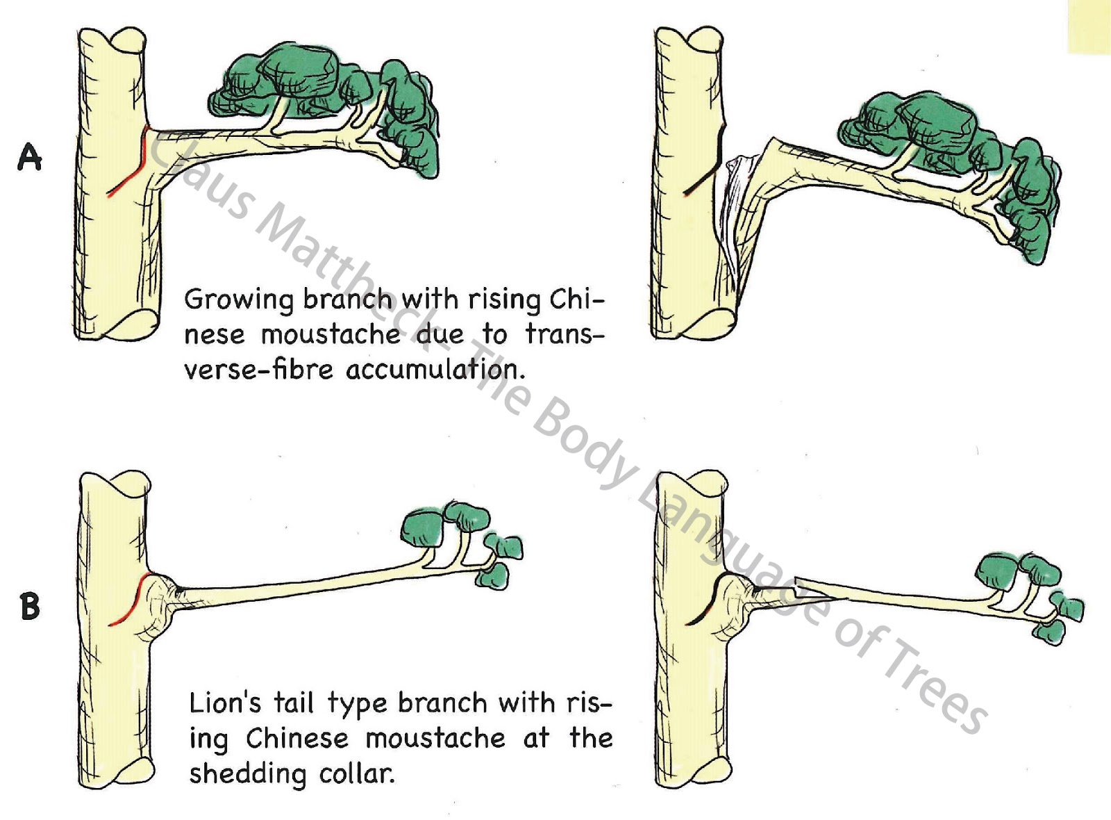 台灣綠化技術協會: 【樹木的身體語言】