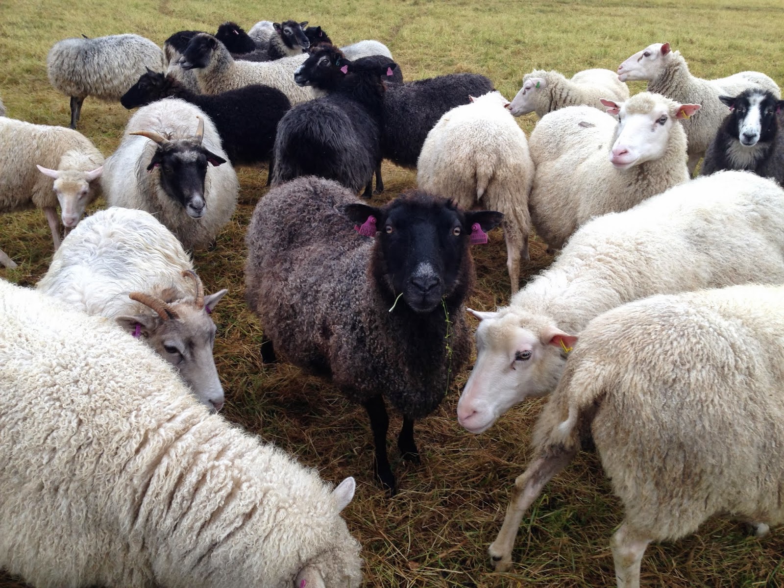 Hillevis Trådar: Åland sheep and Finnsheep