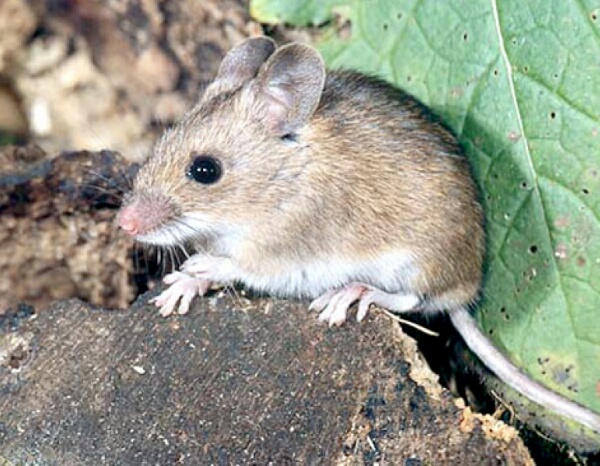 falco falcón: junio 2015