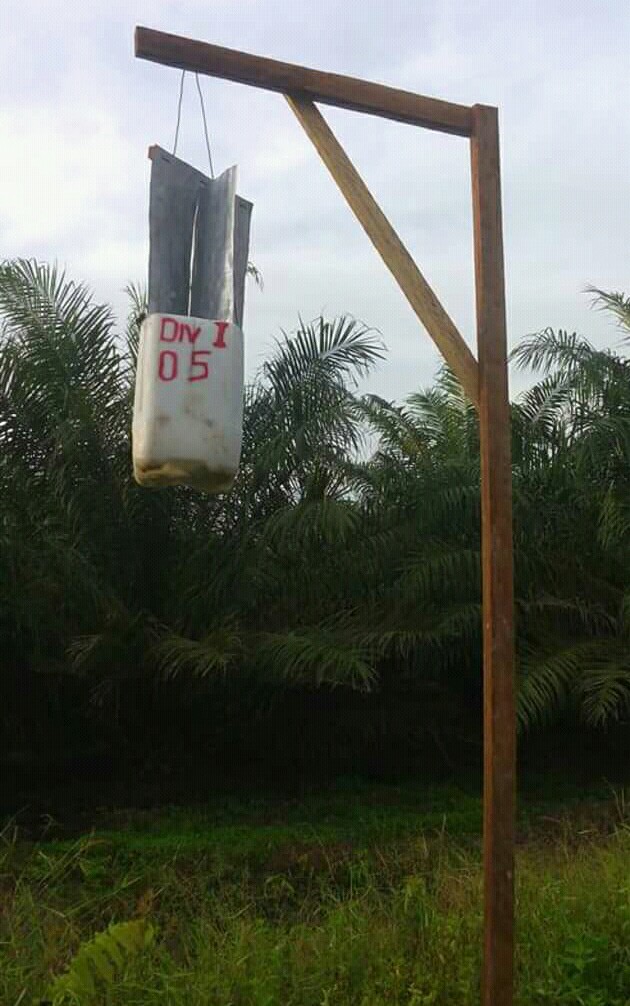 Penanggulangan Hama Kumbang Tanduk (Oryctes) Secara Alami