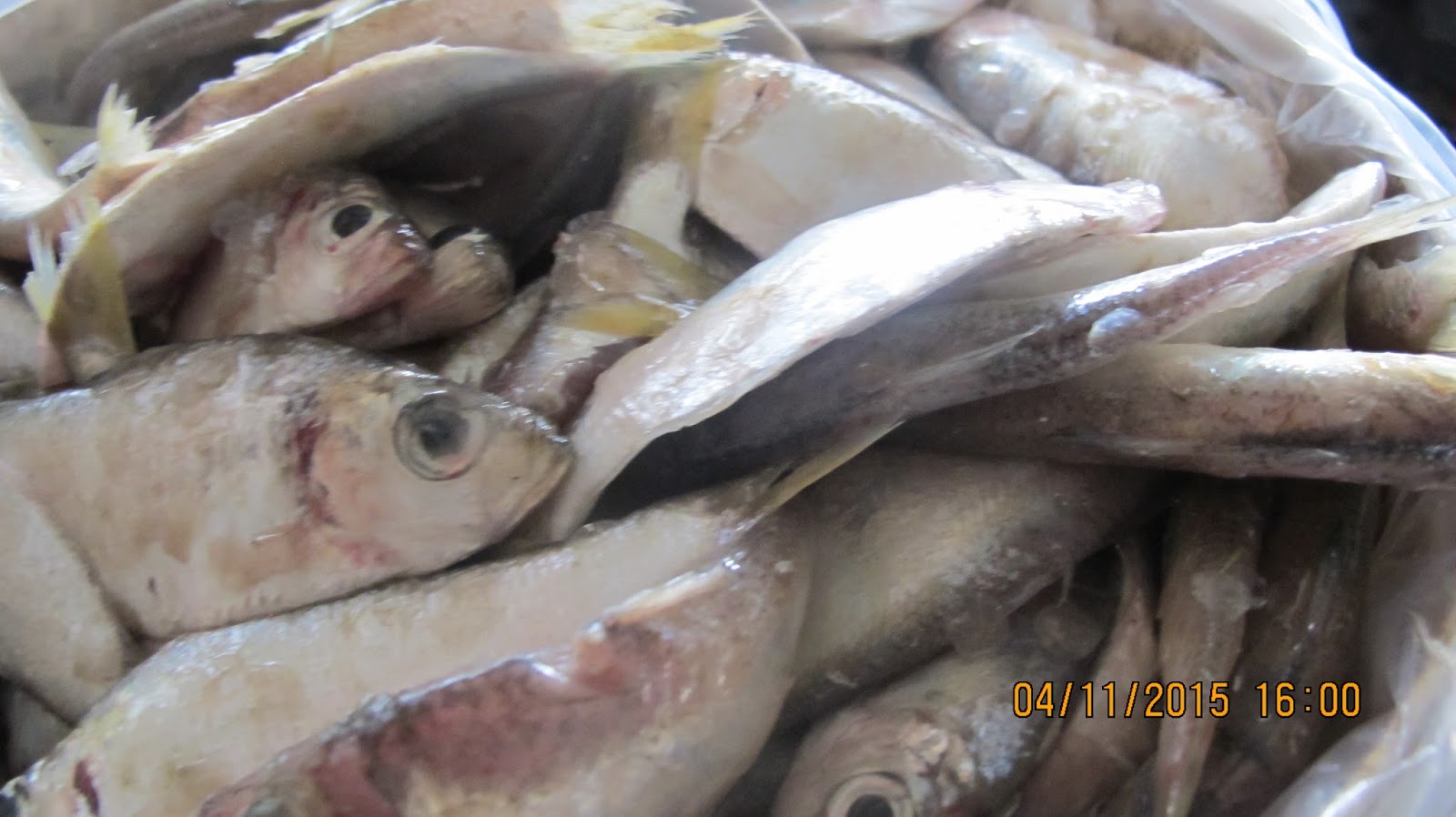 hanafiah the fish farmer: ikan baja