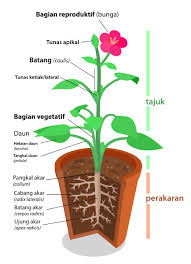 Pengertian Kormus Dan Bagian Bagiannya | Insurance WCest