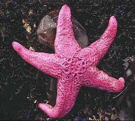 Oh, by the way...: Pink