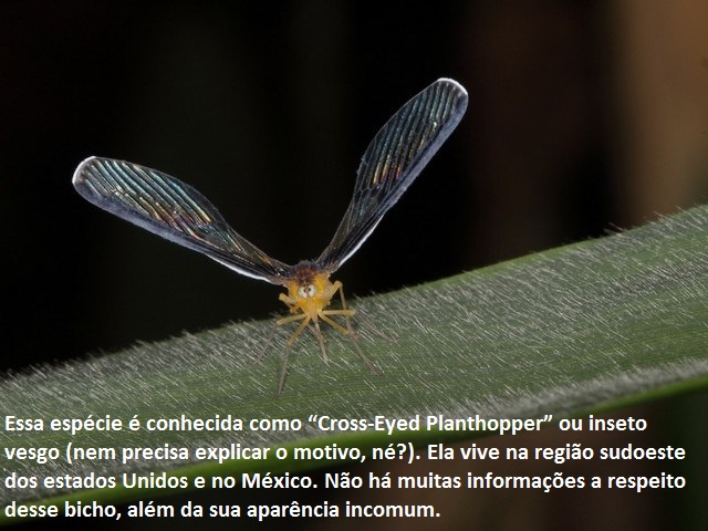 BIBOCA AMBIENTAL : O MUNDO É DOS INSETOS