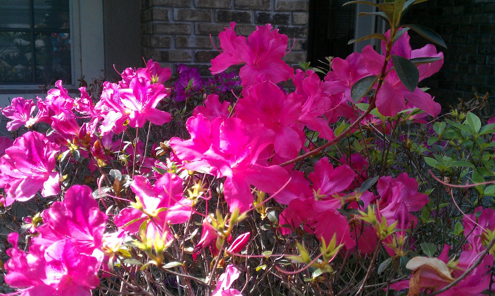 Azalea Time in Florida