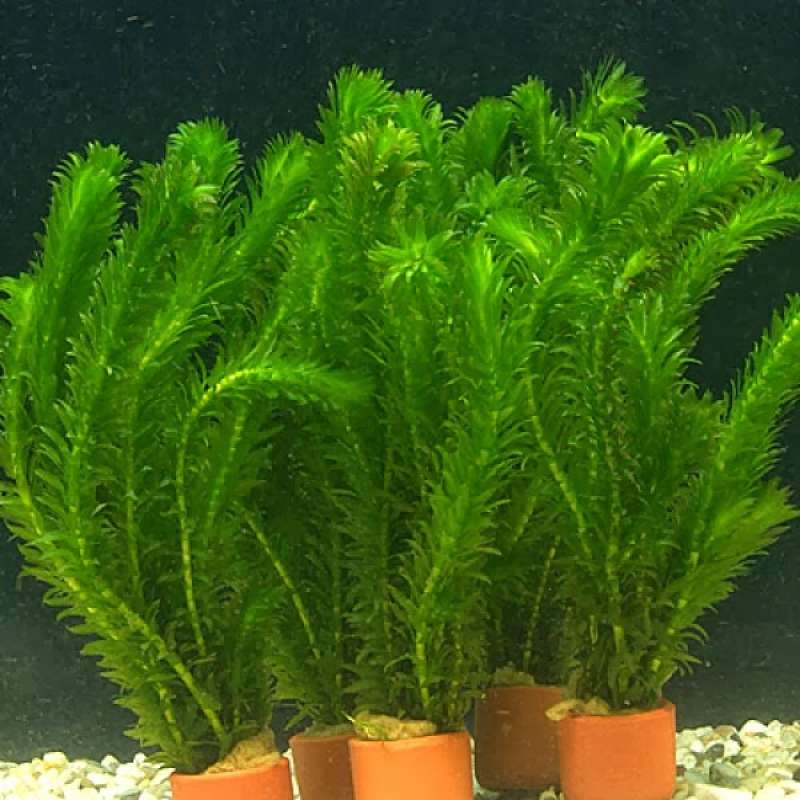 Ciencias Naturales CEUJA 2015: ELODEA PLANTA ACUÁTICA