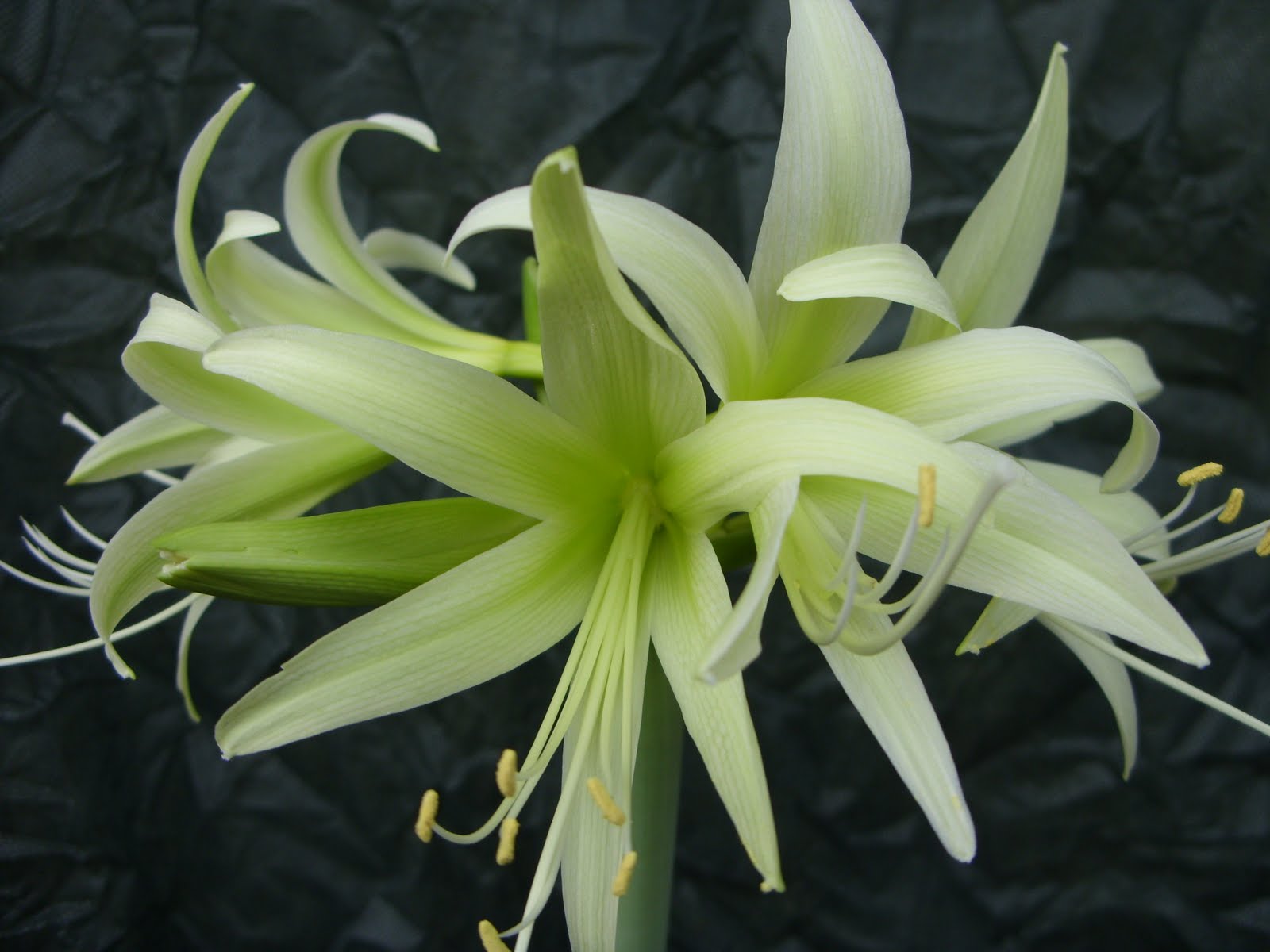 Hippeastrum. Cera una volta un bulbo: Lo schema di cure colturali