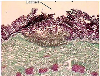 Ell-Blog: Desember 2011