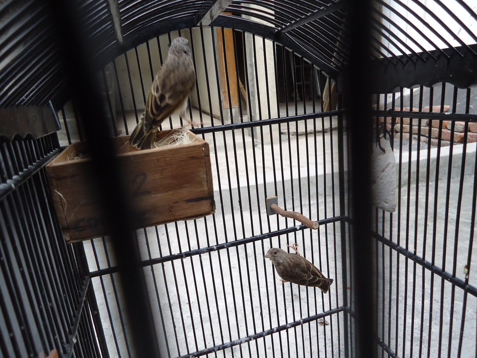 Finchpolis: the Serins Breeding: Black Throated X Gray Singing Finch ...