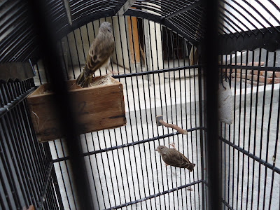 Finchpolis: the Serins Breeding: Black Throated X Gray Singing Finch ...