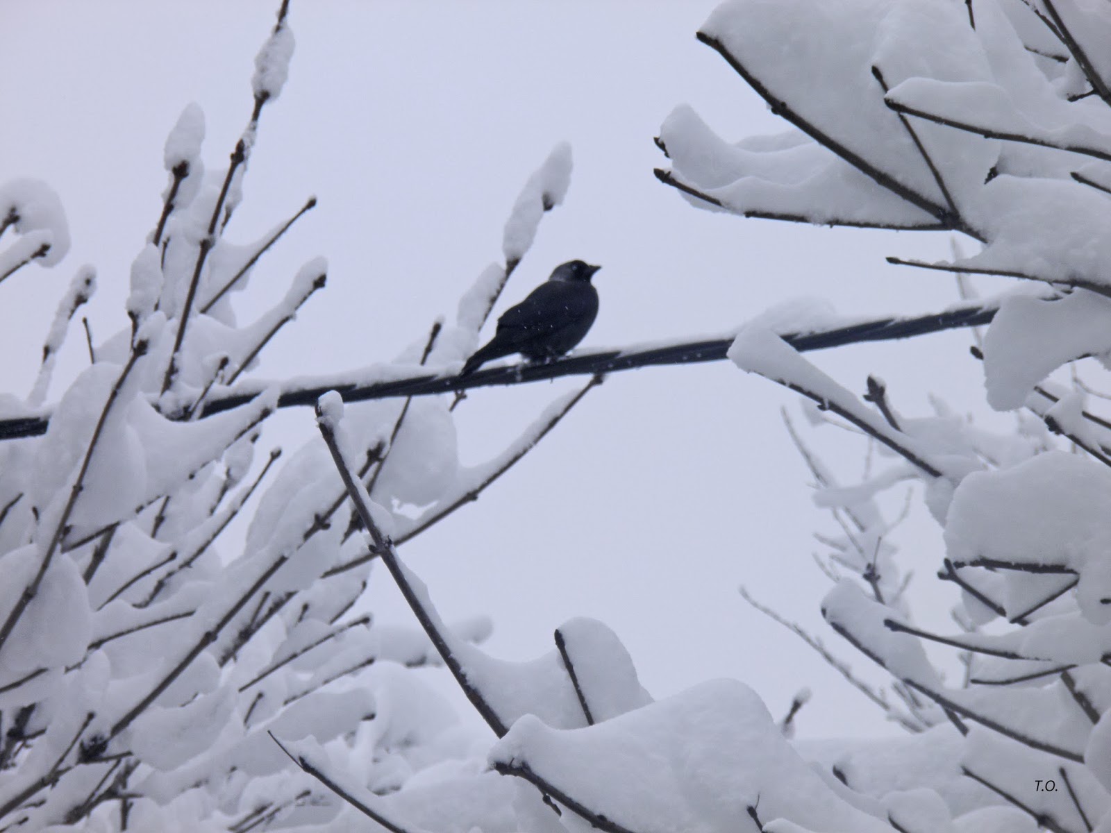 PASARI DIN ROMANIA: STANCUTA, Corvus monedula