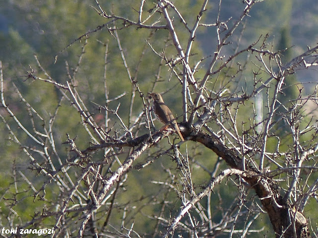 Toni l' abellerol: El mussol pareig que et recupera a la muntanya ...