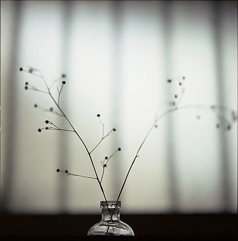 PHOTOGRAPHY: RINKO KAWAUCHI