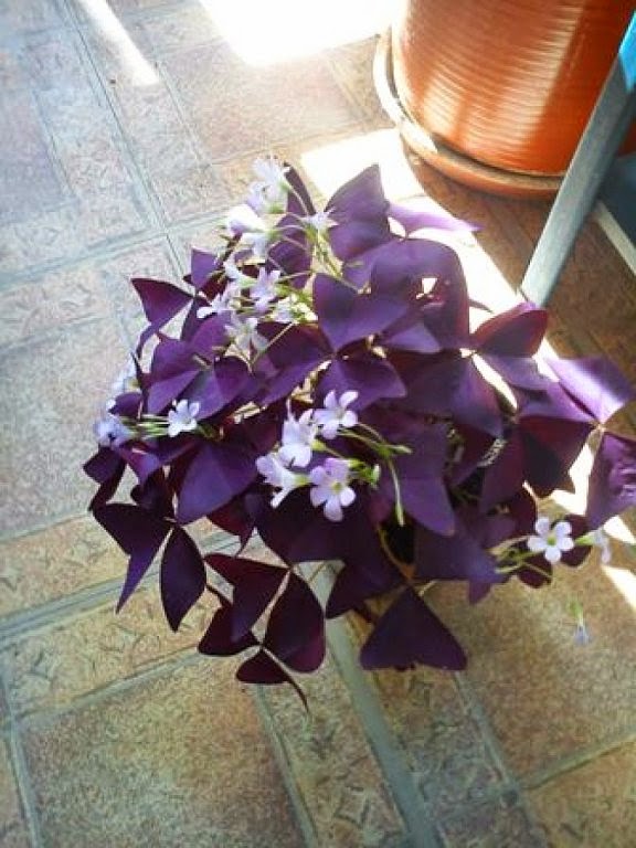 Plantas de regalo: Planta del Trebol Morado...