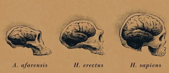 psicobiología a tu alcance: Evolución del cerebro en relación al ...