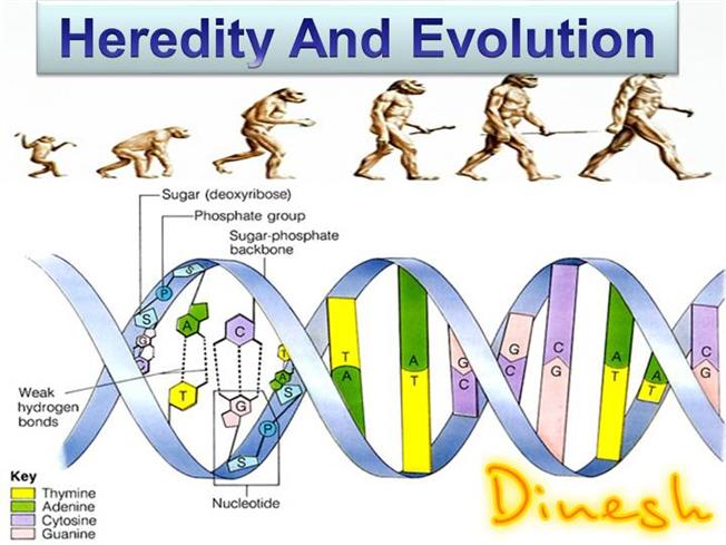 Heredity and Evolution