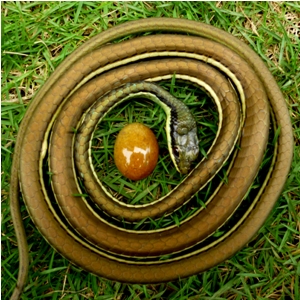 GUDANG BERTUAH: BATU MUSTIKA ULAR RANGON BERTUAH AMPUH | Mustika ...