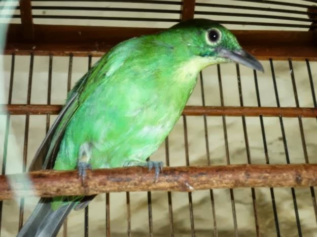 BURUNG CUCAK HIJAU: GAMBAR-GAMBAR BURUNG CUCAK IJO