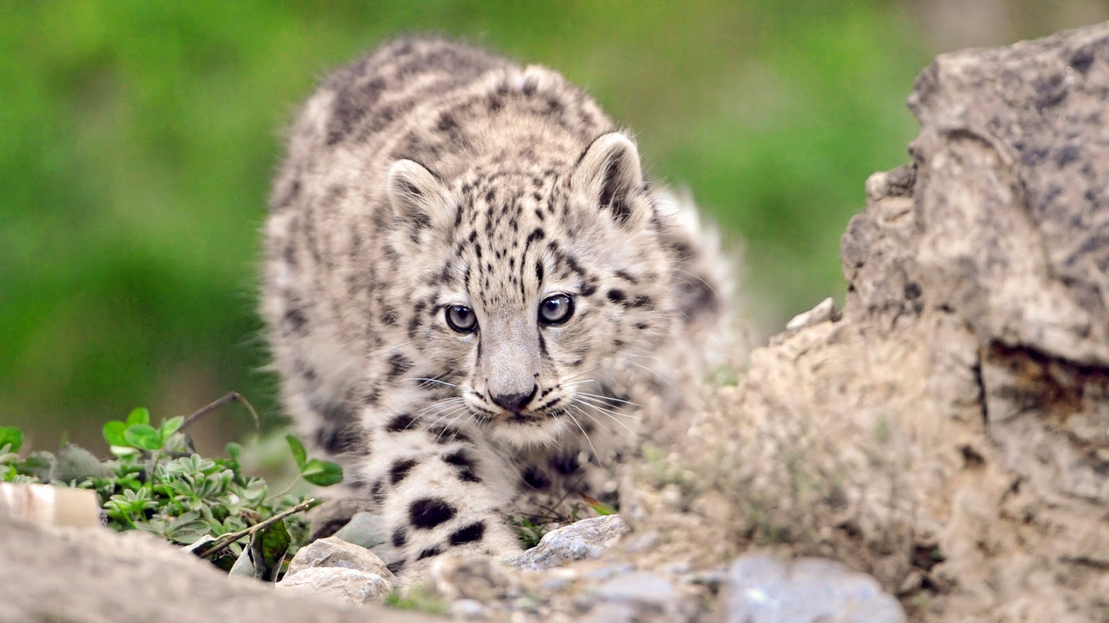 My Wallpaper Collection: Beautiful Snow Leopards (Part-1)