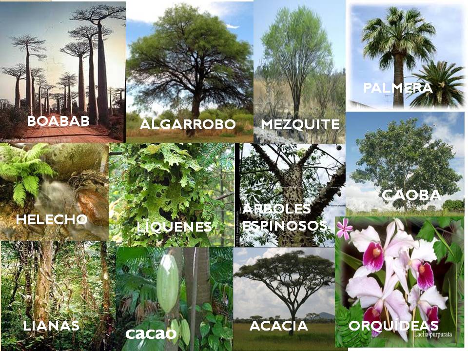 Ecología : Bloque II: Sabana