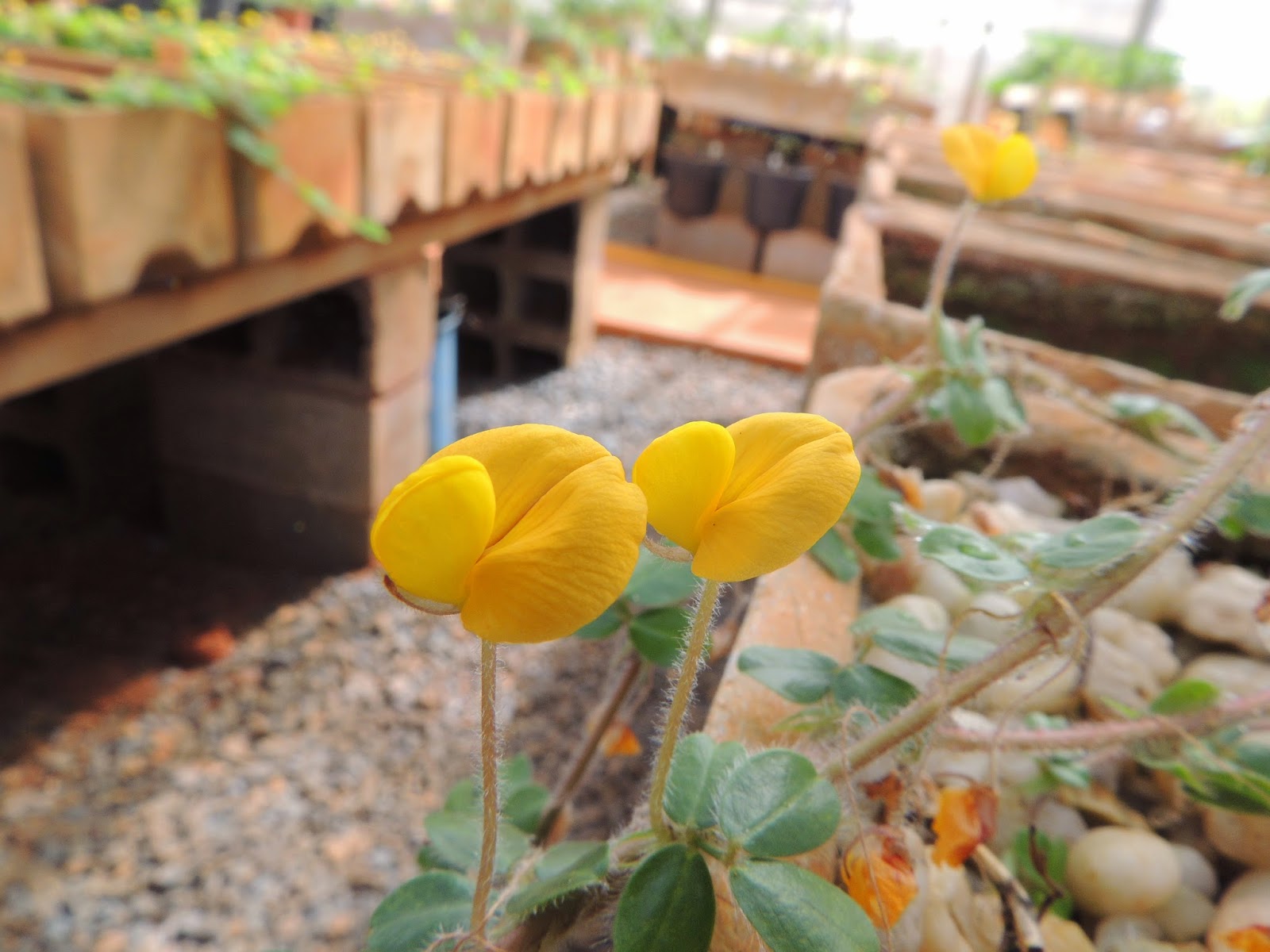 Fabaceae - Leguminosae no Brasil: Fabaceae - Arachis prostrata Benth.