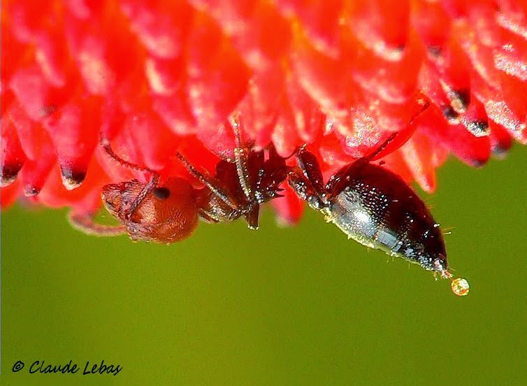 anatomie d'une fourmi